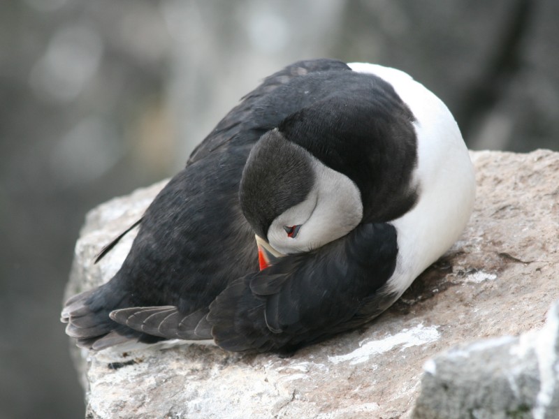 Puffin Sleep