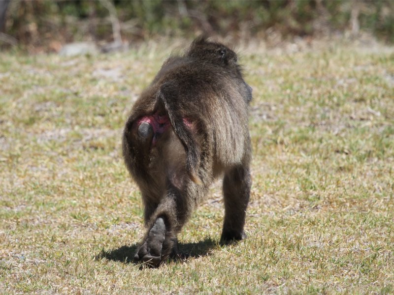 Baboon Rear-End
